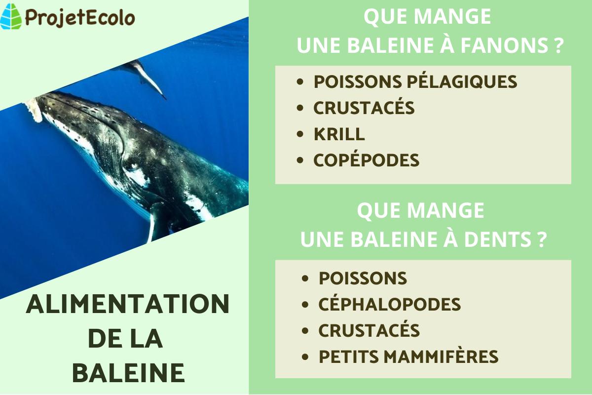 ALIMENTATION De La BALEINE HABITAT De La BALEINE
