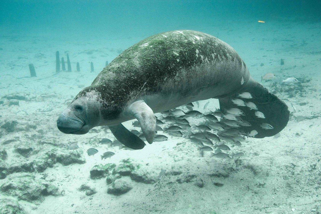 Animaux Les Plus Lents Du Monde Esp Ces Avec Photos