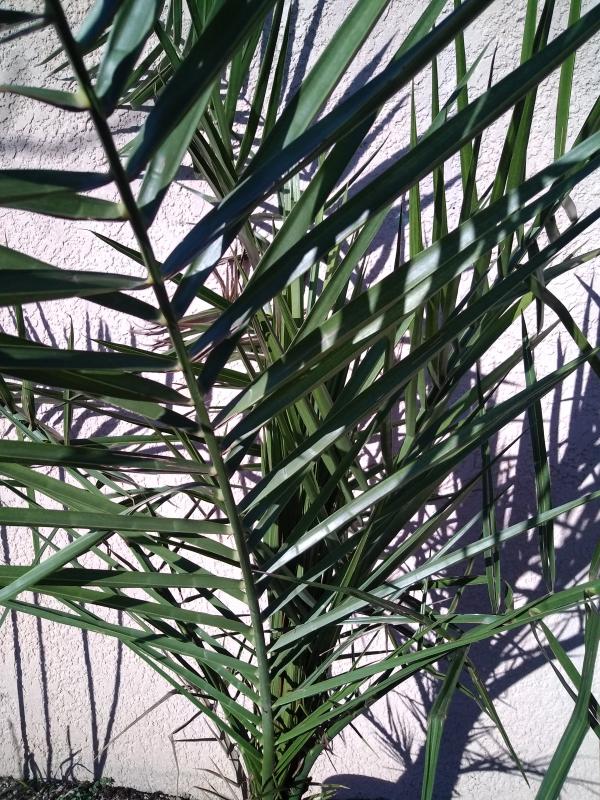 20 TYPES de PALMIERS - Noms, caractéristiques et photos