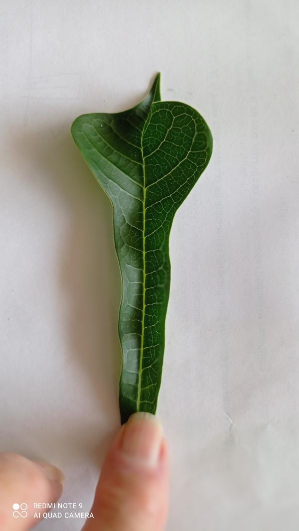 DIFFÉRENTS TYPES de FEUILLES - Schémas, classification et images