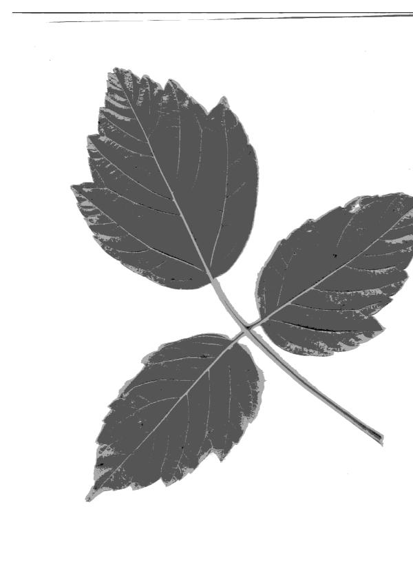 DIFFÉRENTS TYPES de FEUILLES - Schémas, classification et images