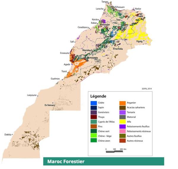 Écosystème FORESTIER - Définition, caractéristiques, flore et faune