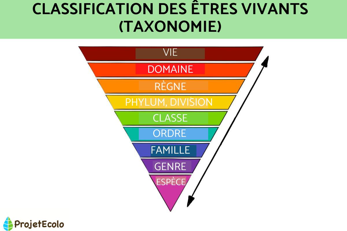 Qu Est Ce Que La Taxonomie DÉfinition Et Classification
