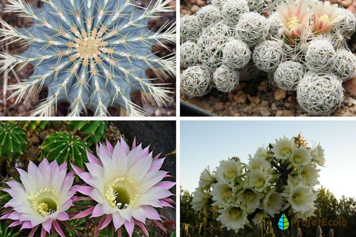 +15 TYPES de CACTUS - Noms, photos et soins