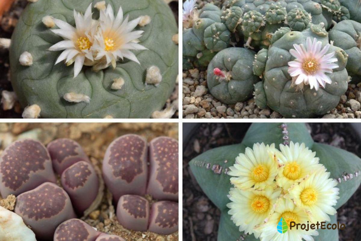 +15 TYPES de CACTUS - Noms, photos et soins