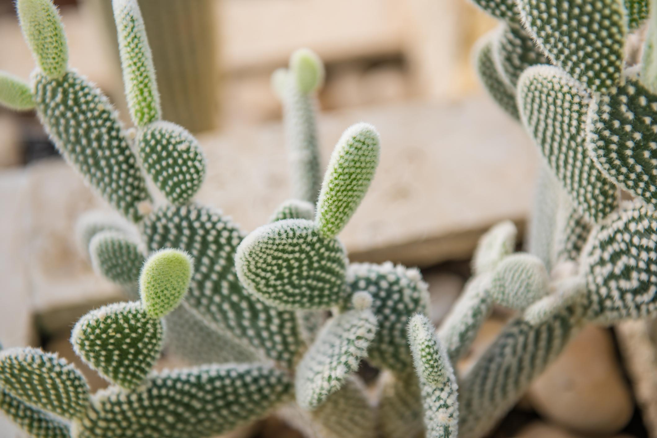 25 TYPES de CACTUS D'INTÉRIEUR - NOMS et PHOTOS