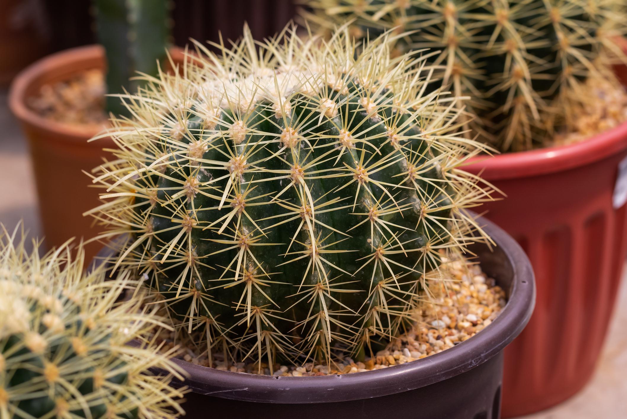 25 TYPES de CACTUS D'INTÉRIEUR - NOMS et PHOTOS