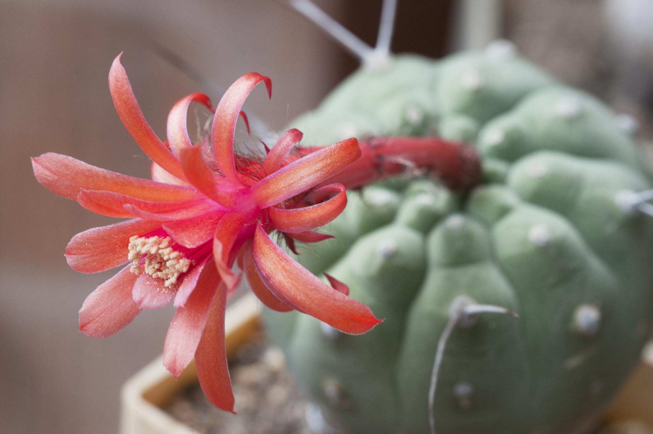 25 TYPES de CACTUS D'INTÉRIEUR - NOMS et PHOTOS