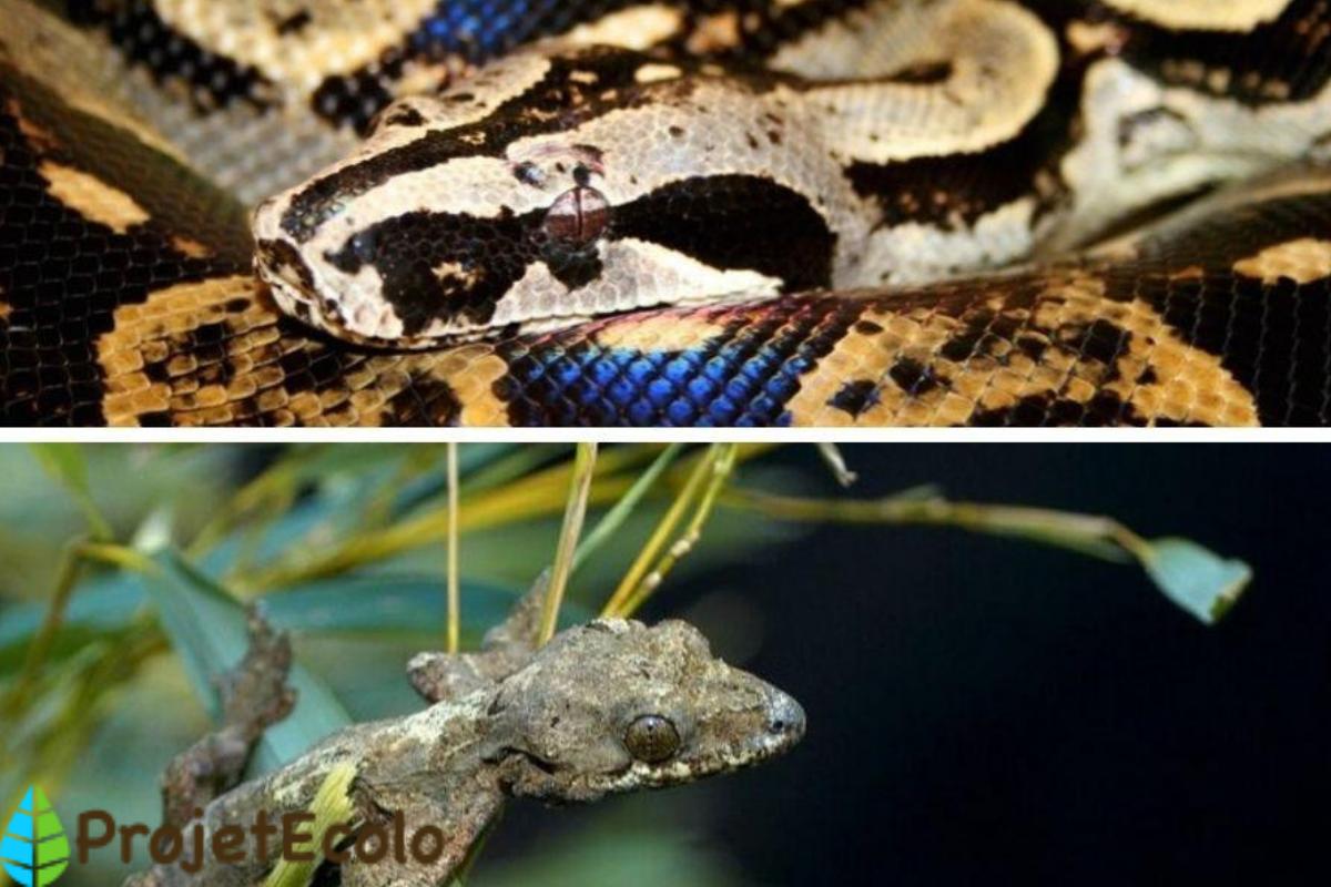 ANIMAUX NOCTURNES et DIURNES - Exemples et photos