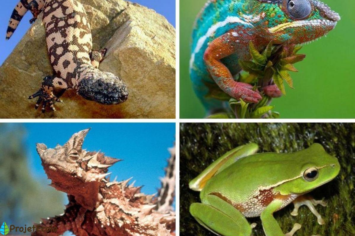 ANIMAUX NOCTURNES et DIURNES - Exemples et photos