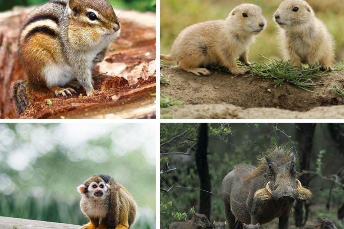 ANIMAUX NOCTURNES et DIURNES - Exemples et photos