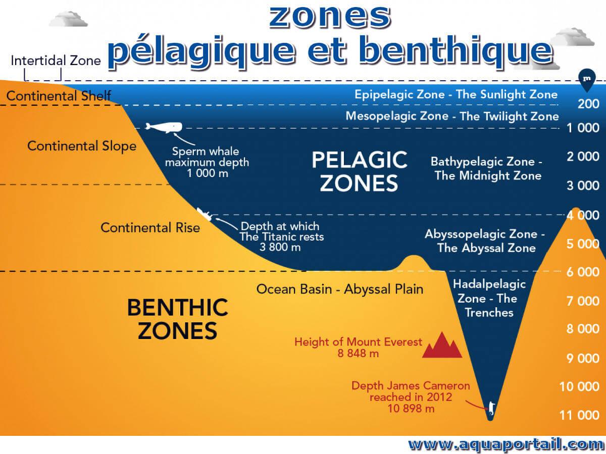 Zone pélagique : Définition, couches, flore et faune
