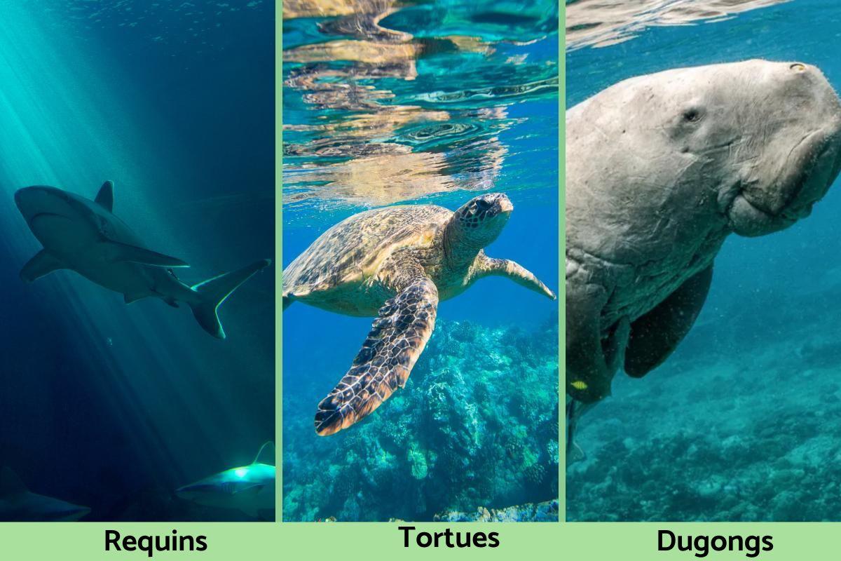 Zone pélagique : Définition, couches, flore et faune