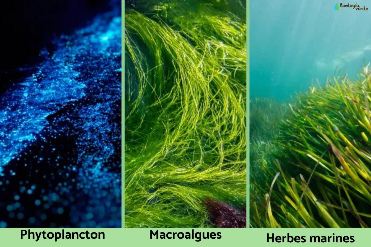 Zone pélagique : Définition, couches, flore et faune