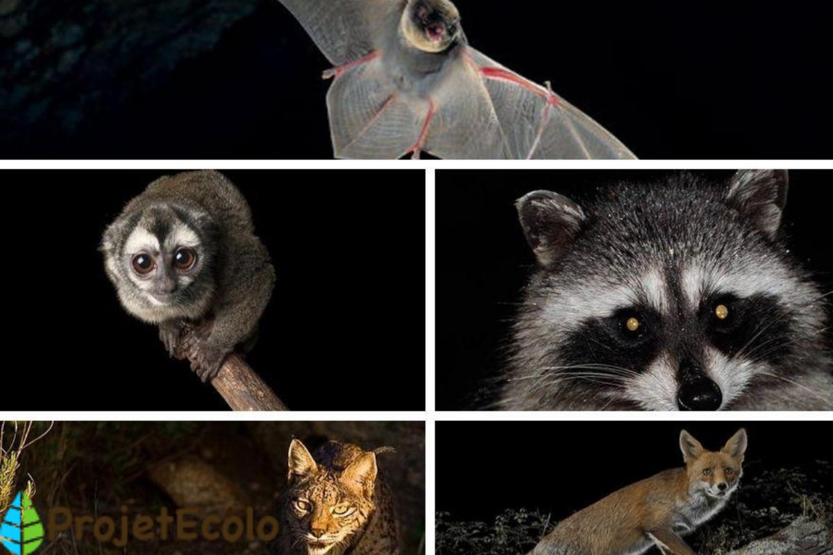 ANIMAUX NOCTURNES et DIURNES - Exemples et photos