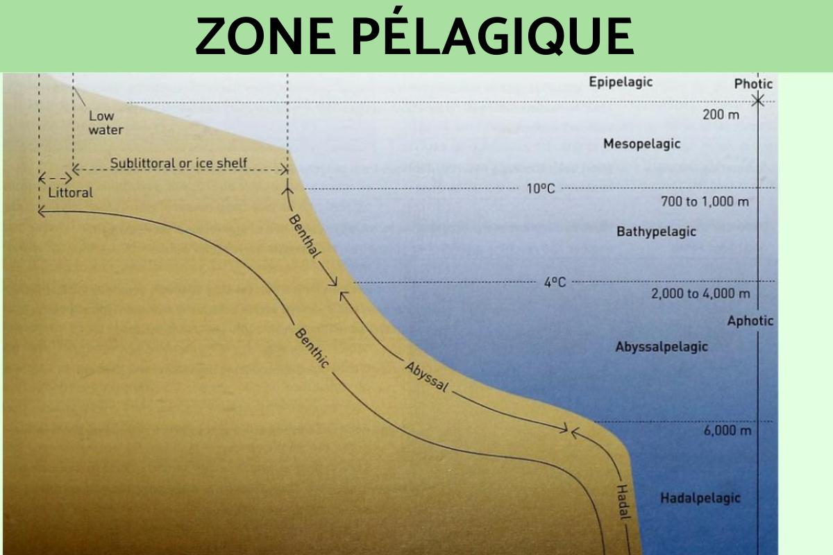 Zone pélagique : Définition, couches, flore et faune