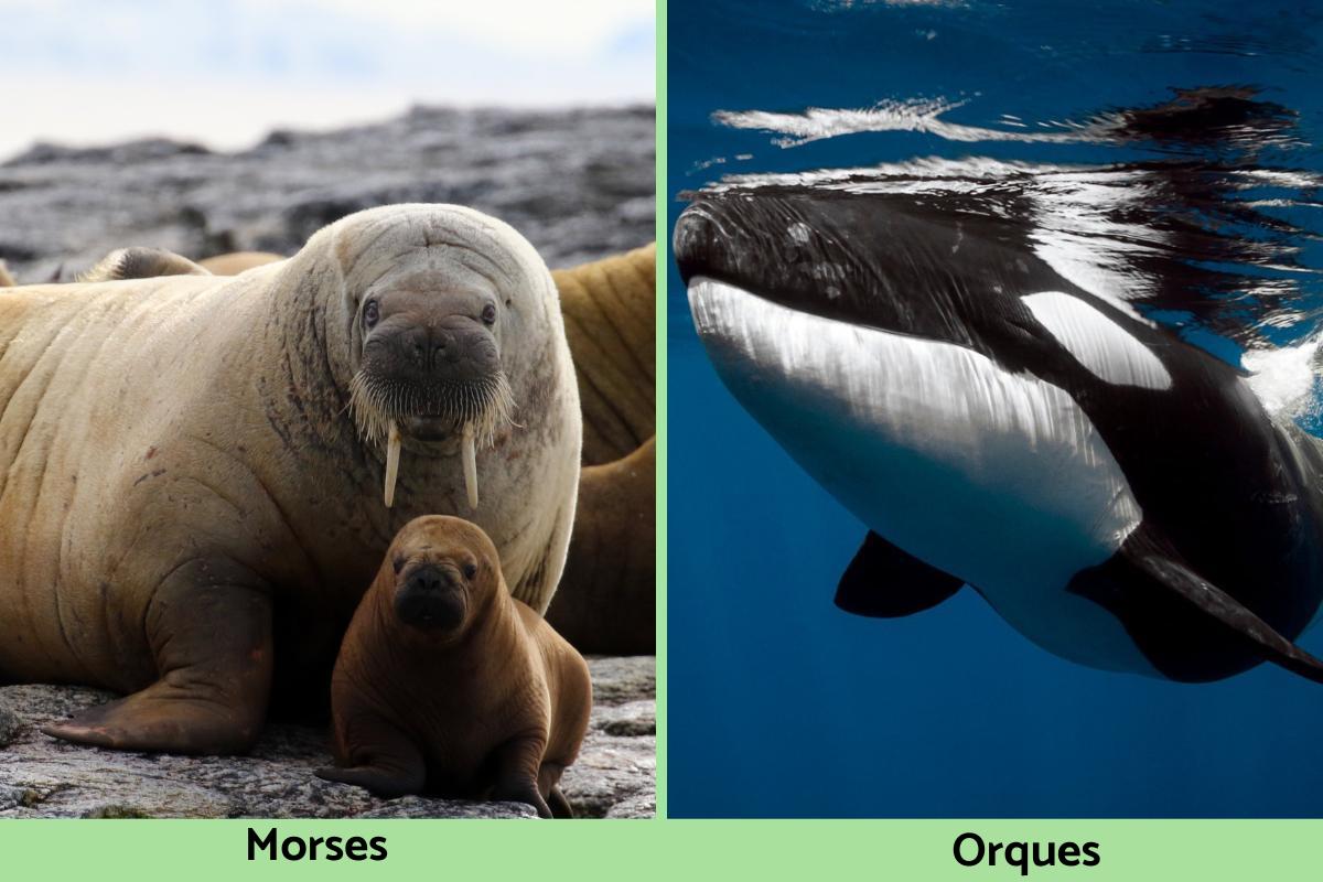 Zone pélagique : Définition, couches, flore et faune