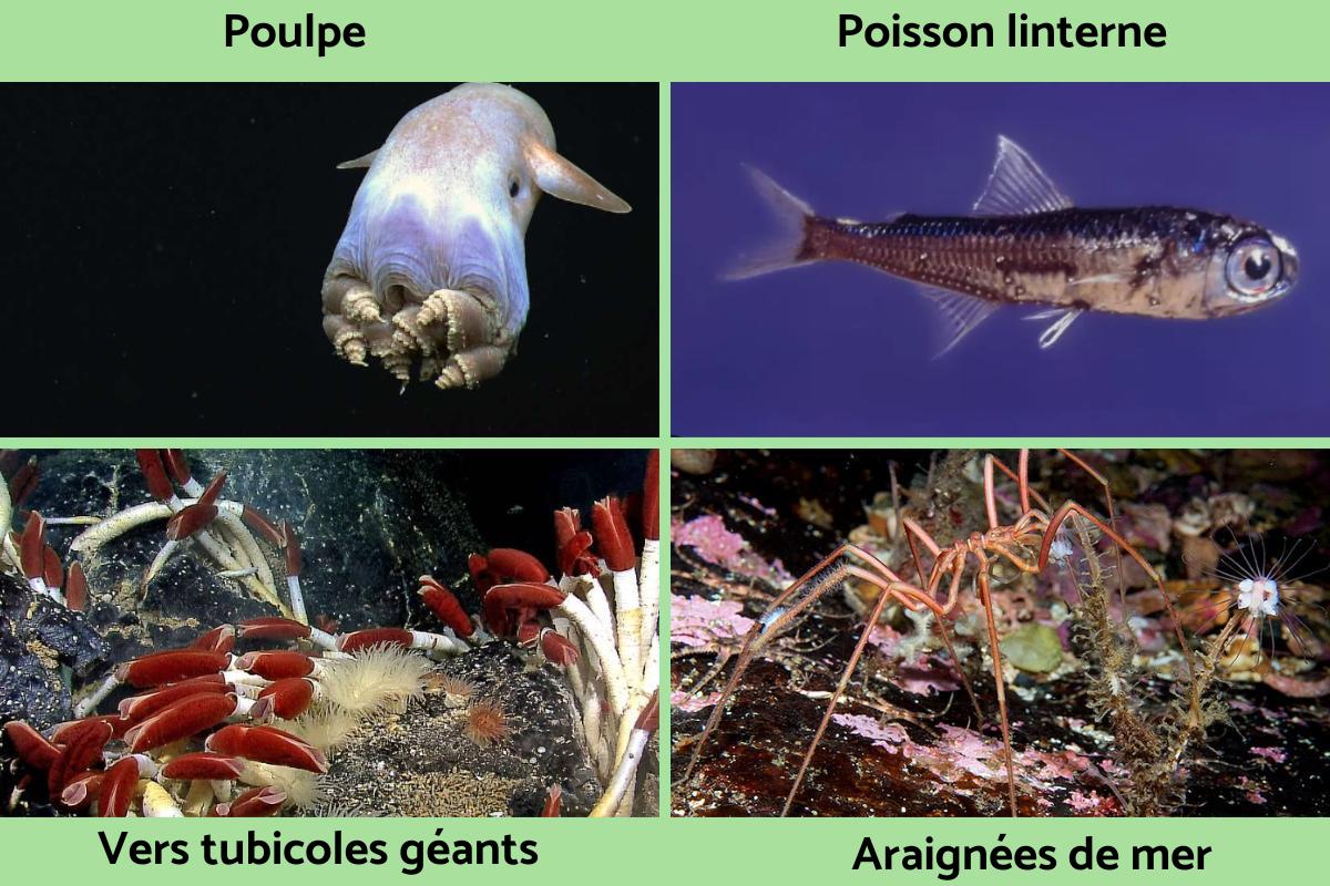 Zone pélagique : Définition, couches, flore et faune