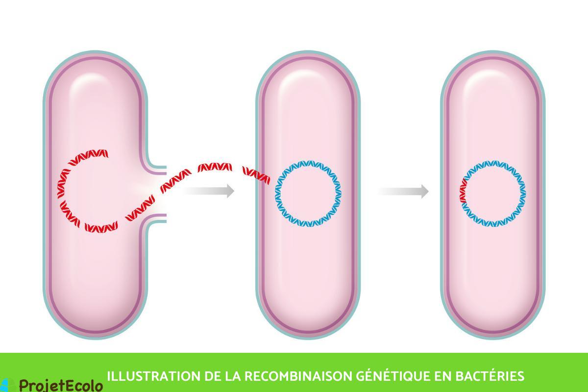 Recombinaison génétique : Définition et types