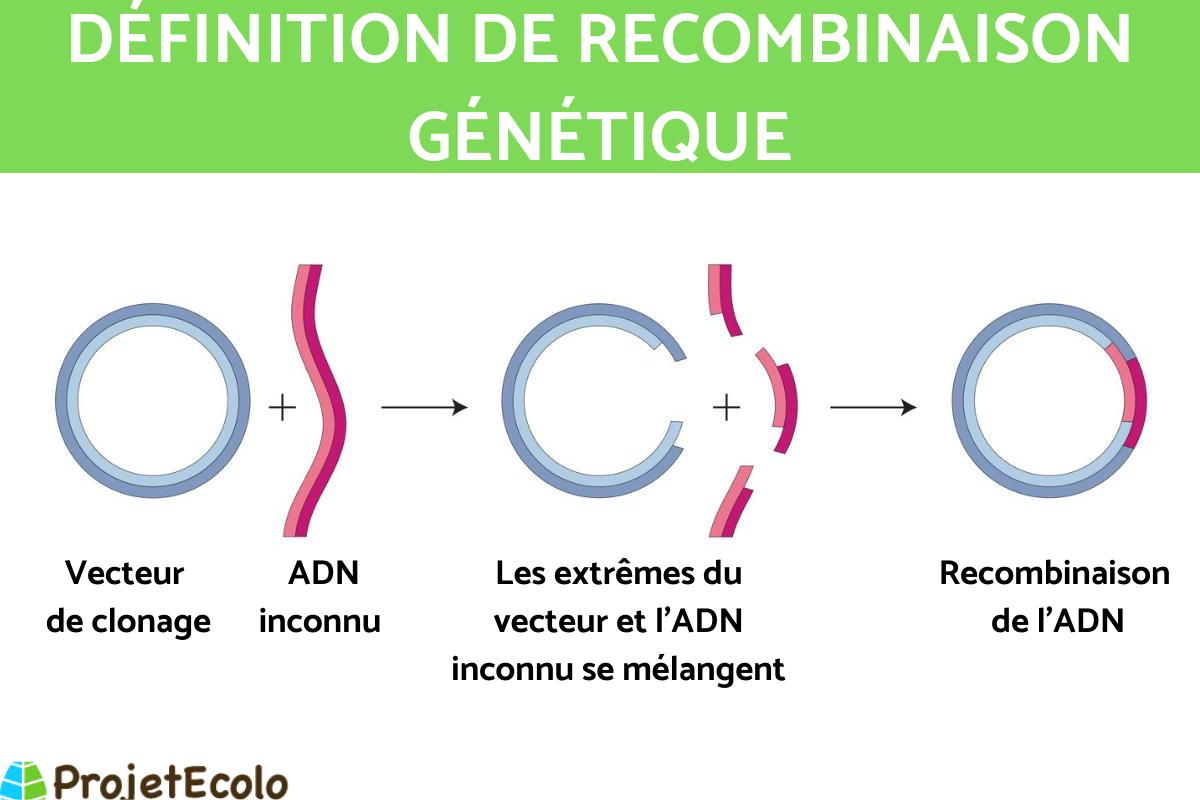 Recombinaison génétique : Définition et types
