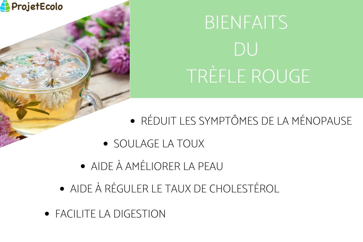 TRÈFLE ROUGE : PROPRIÉTÉS, BIENFAITS et CONTRE-INDICATIONS