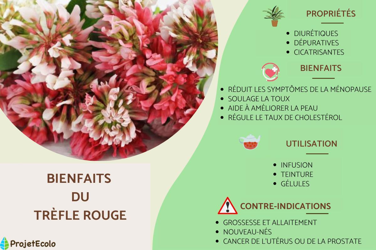 TRÈFLE ROUGE : PROPRIÉTÉS, BIENFAITS et CONTRE-INDICATIONS
