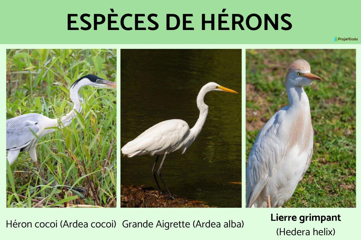 10 Espèces de hérons - Noms et PHOTOS