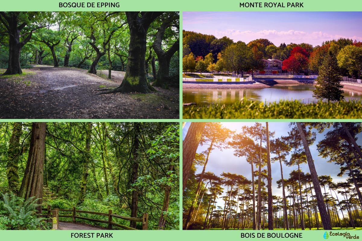 Forêts urbaines : définition et importance