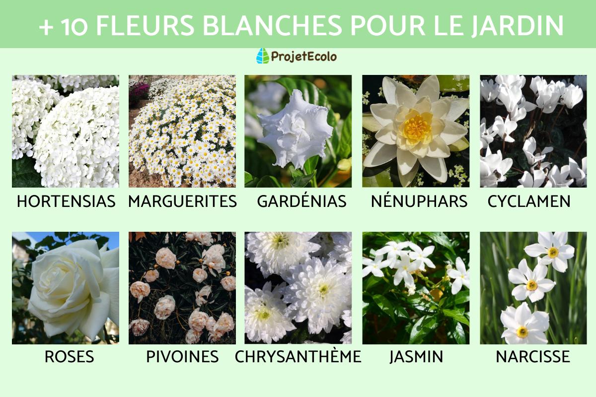 20 FLEURS BLANCHES - Noms et photos