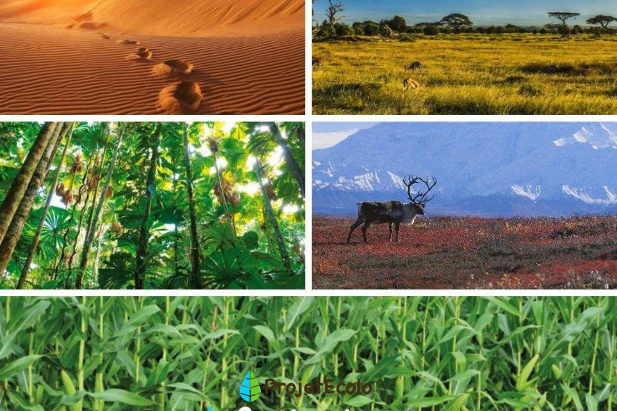 23 types d'écosystèmes - Définition, classification et exemples