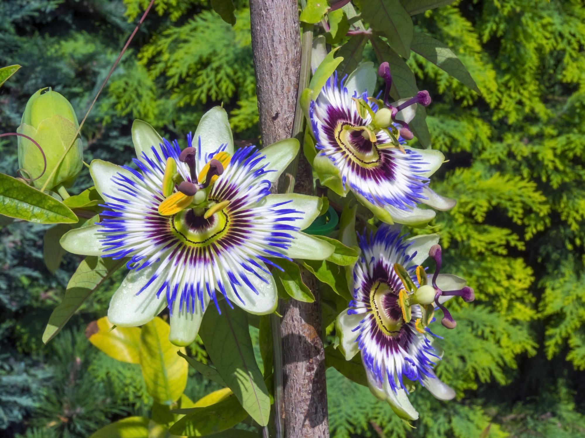 Passiflore bleue ou Passiflora caerulea : entretien