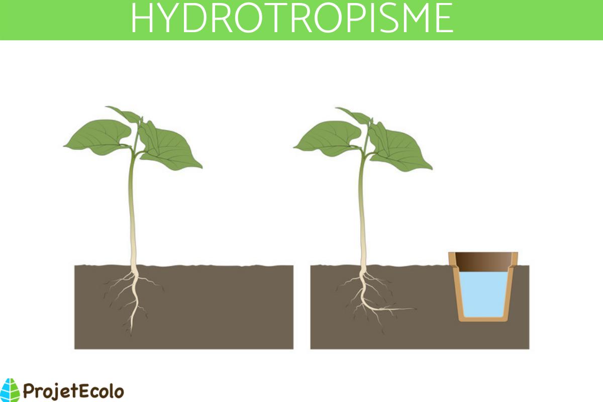 TROPISME : Définition, types et exemples