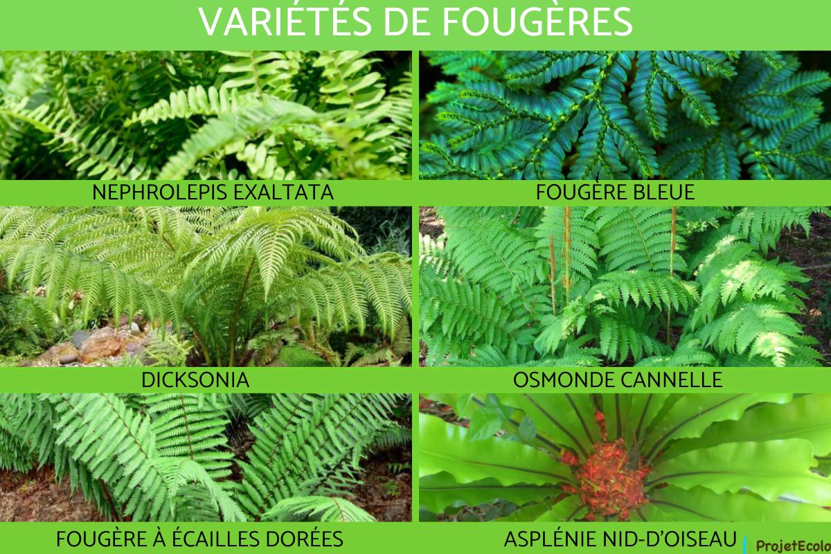 10 VARIÉTÉS de FOUGÈRES - Noms, caractéristiques et photos