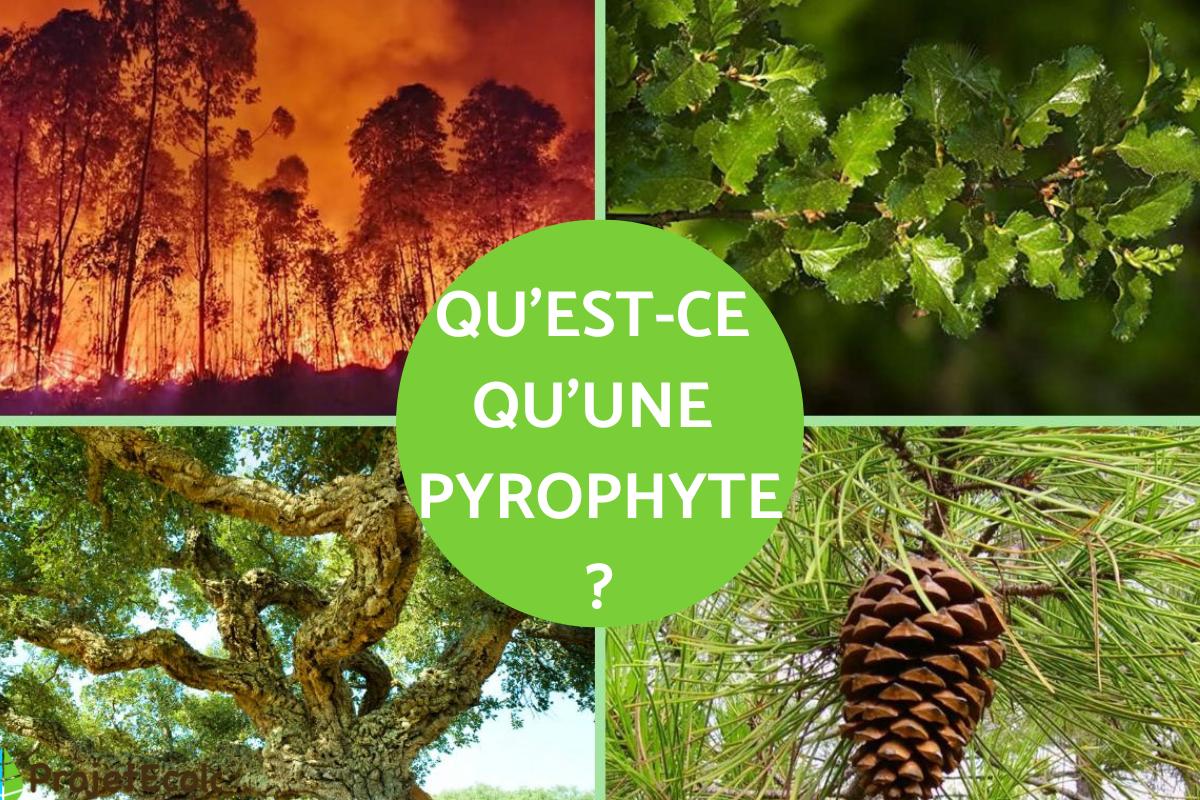 Pyrophyte : Définition, caractéristiques et exemples