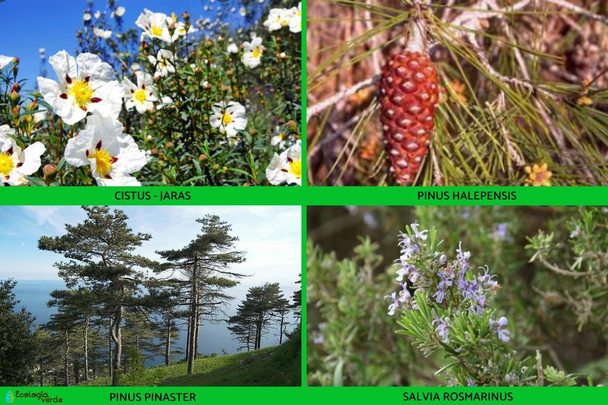 Pyrophyte : Définition, caractéristiques et exemples