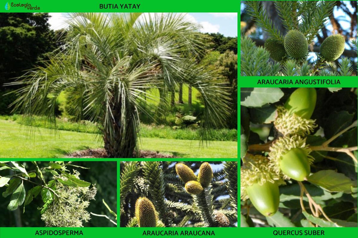 Pyrophyte : Définition, caractéristiques et exemples