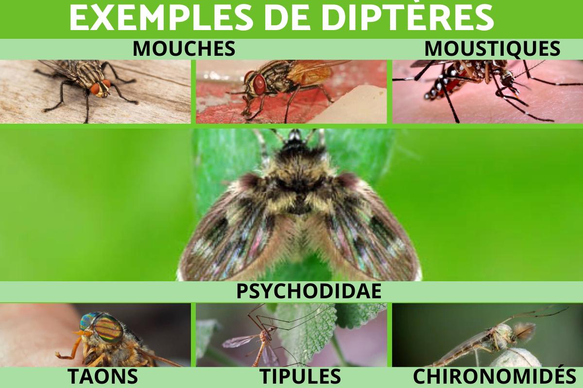 Diptères : définition, caractéristiques et types