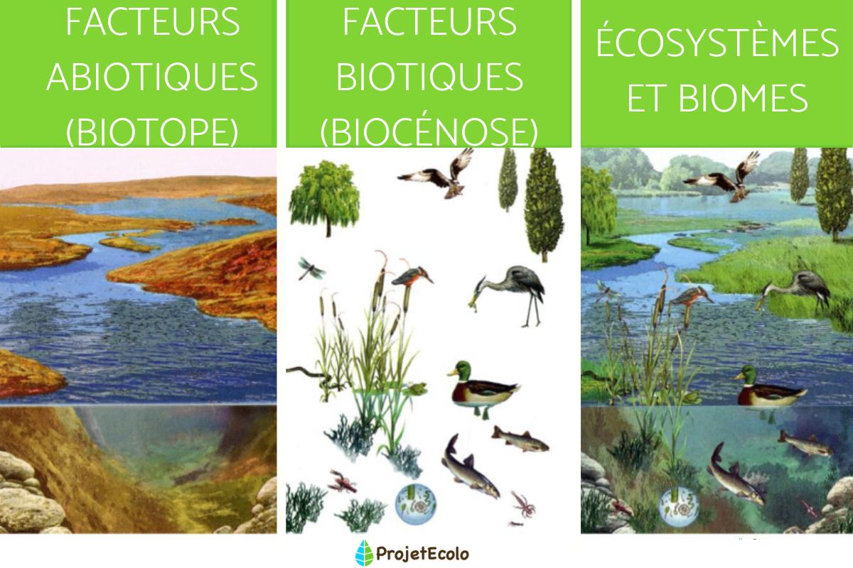 Comment Les Facteurs Abiotiques Influencent Le Cycle Biologique Des ...