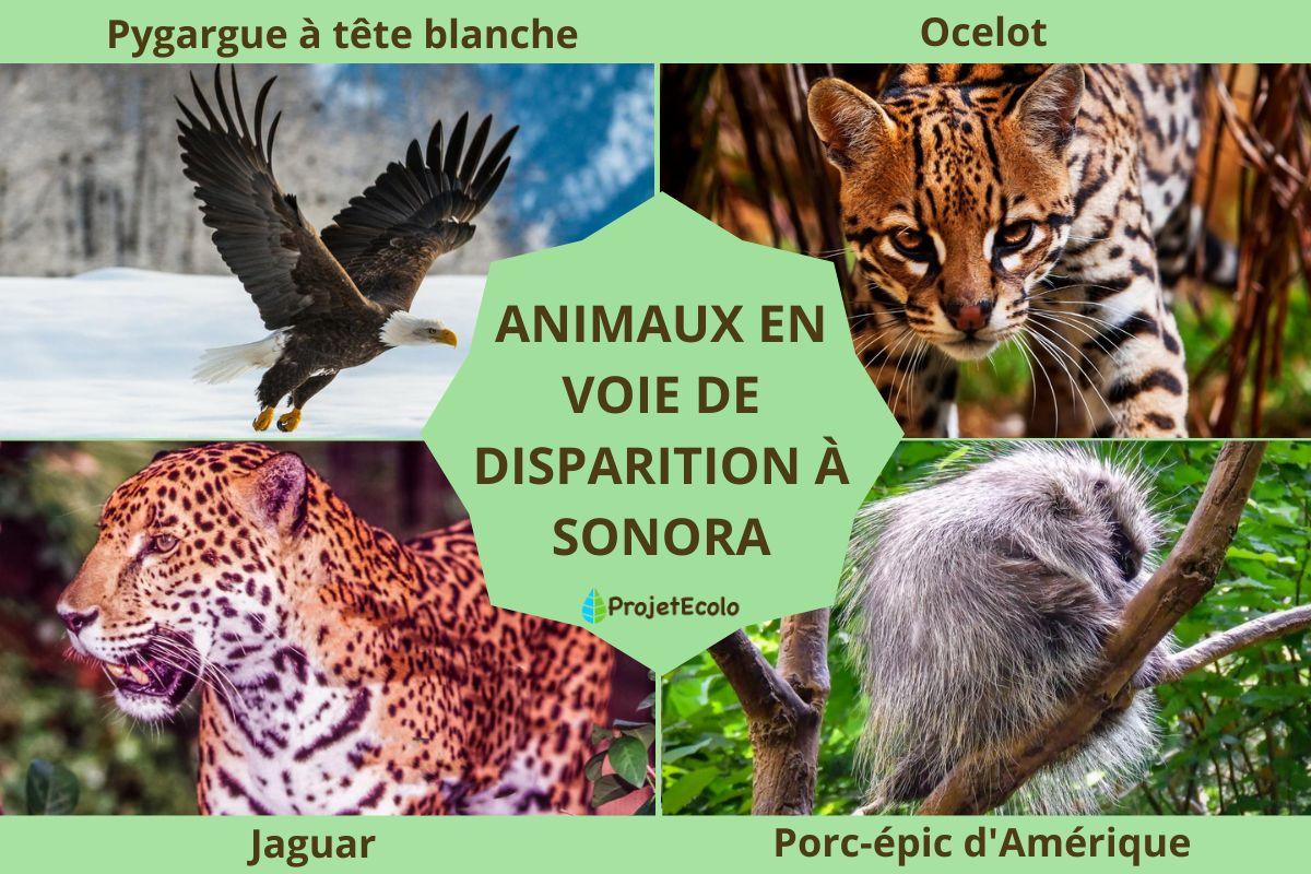 10 animaux en voie de disparition à Sonora- Noms et photos