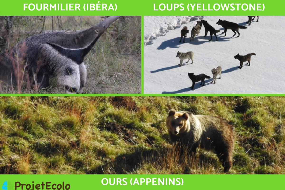 Rewilding : Définition et projets