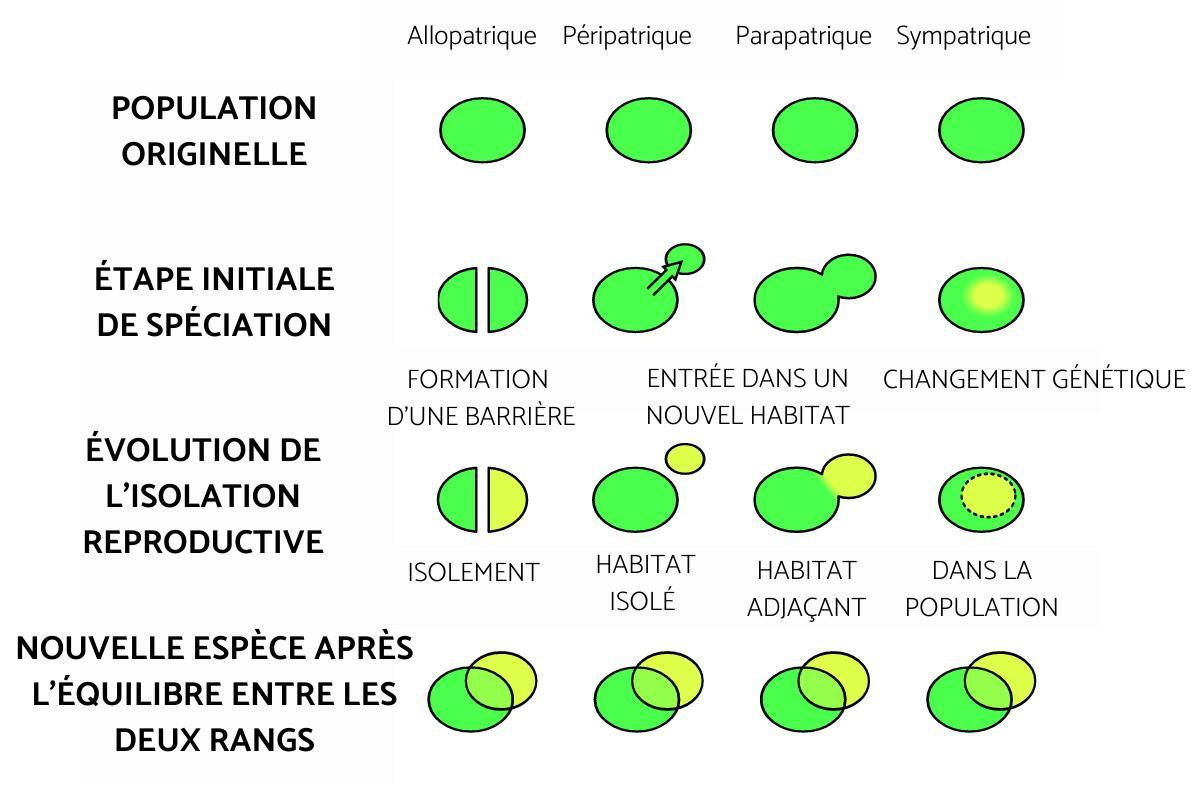 Spéciation : DÉFINITION et EXEMPLES