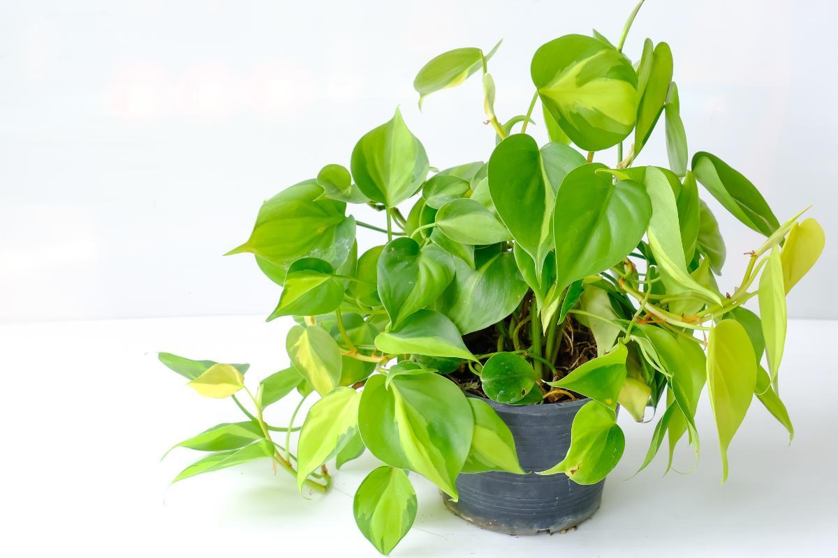 Philodendron scandens : entretien et bouture