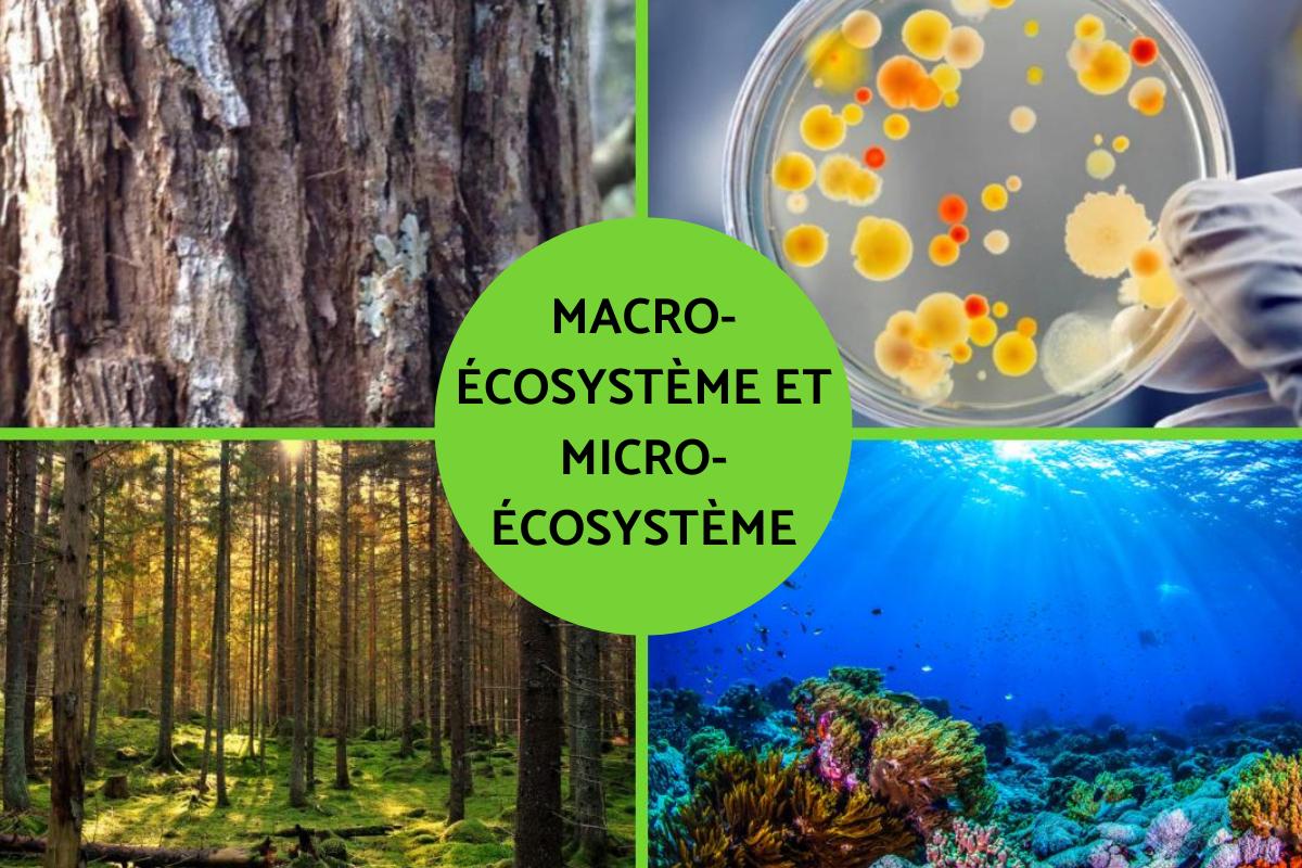 Micro-écosystème et macro-écosystème : Définition et exemples