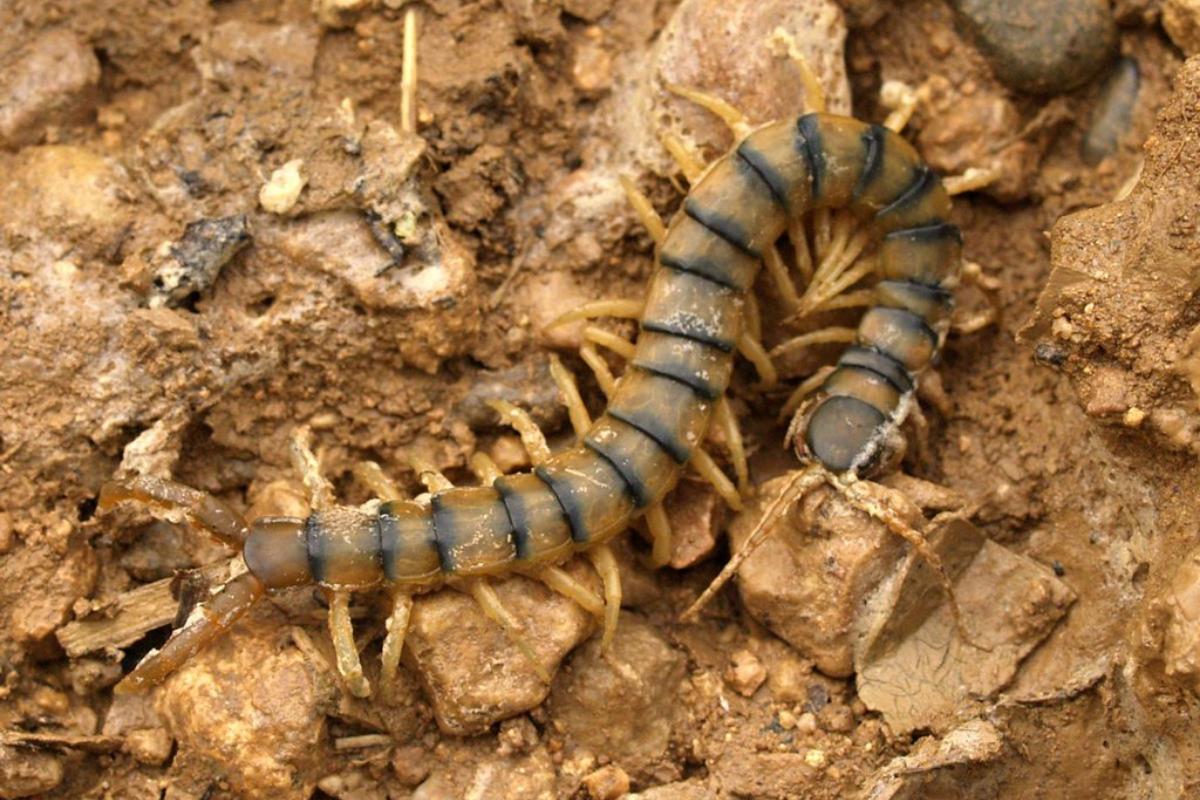 SCOLOPENDRE : CARACTÉRISTIQUES, HABITAT et ALIMENTATION