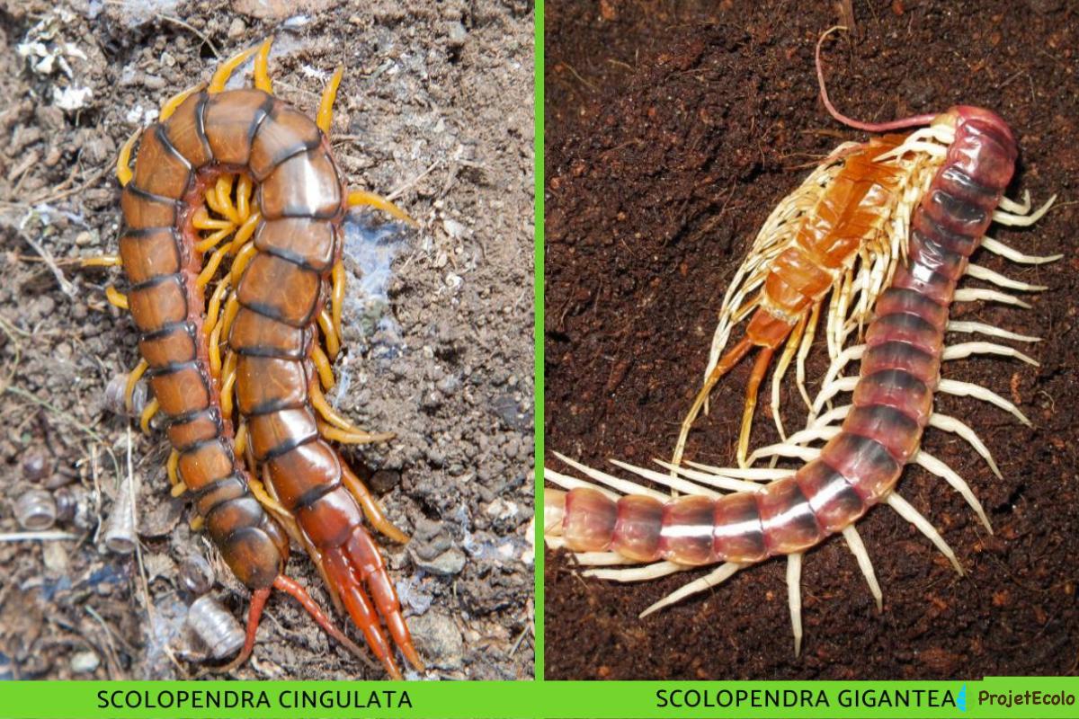 SCOLOPENDRE : CARACTÉRISTIQUES, HABITAT et ALIMENTATION
