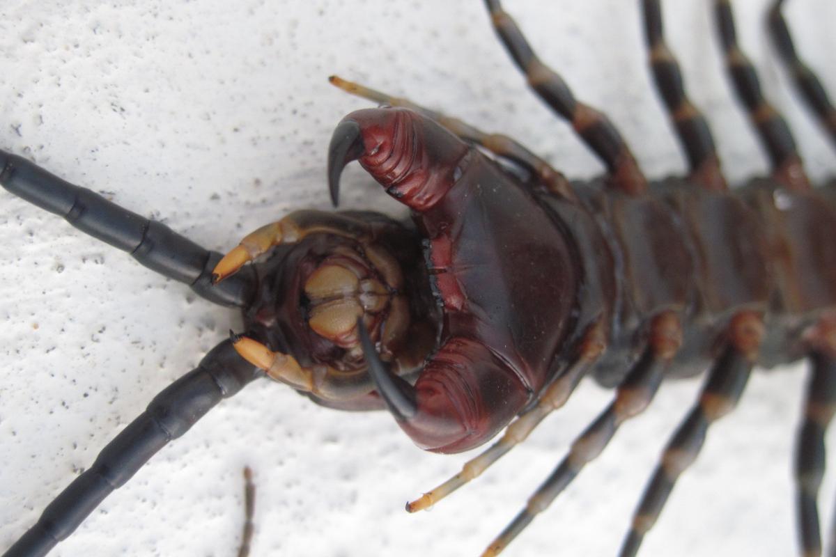 SCOLOPENDRE : CARACTÉRISTIQUES, HABITAT et ALIMENTATION