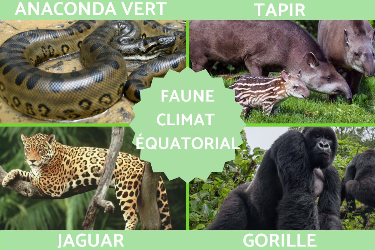 Climat équatorial : Définition, caractéristiques, flore et faune
