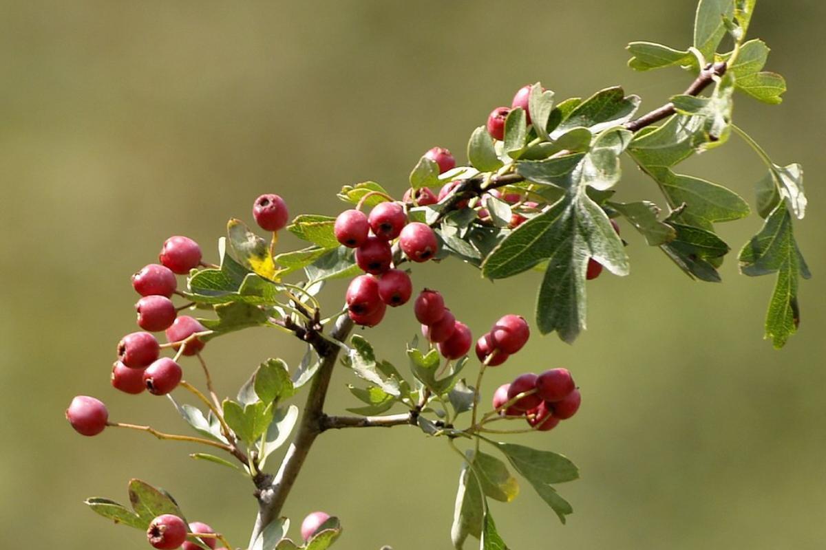 AUBÉPINE : BIENFAITS, UTILISATION, CONTRE-INDICATIONS