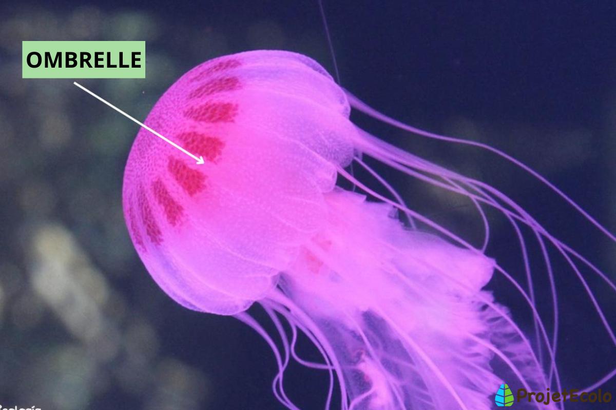 Anatomie de la méduse - avec SCHÉMA