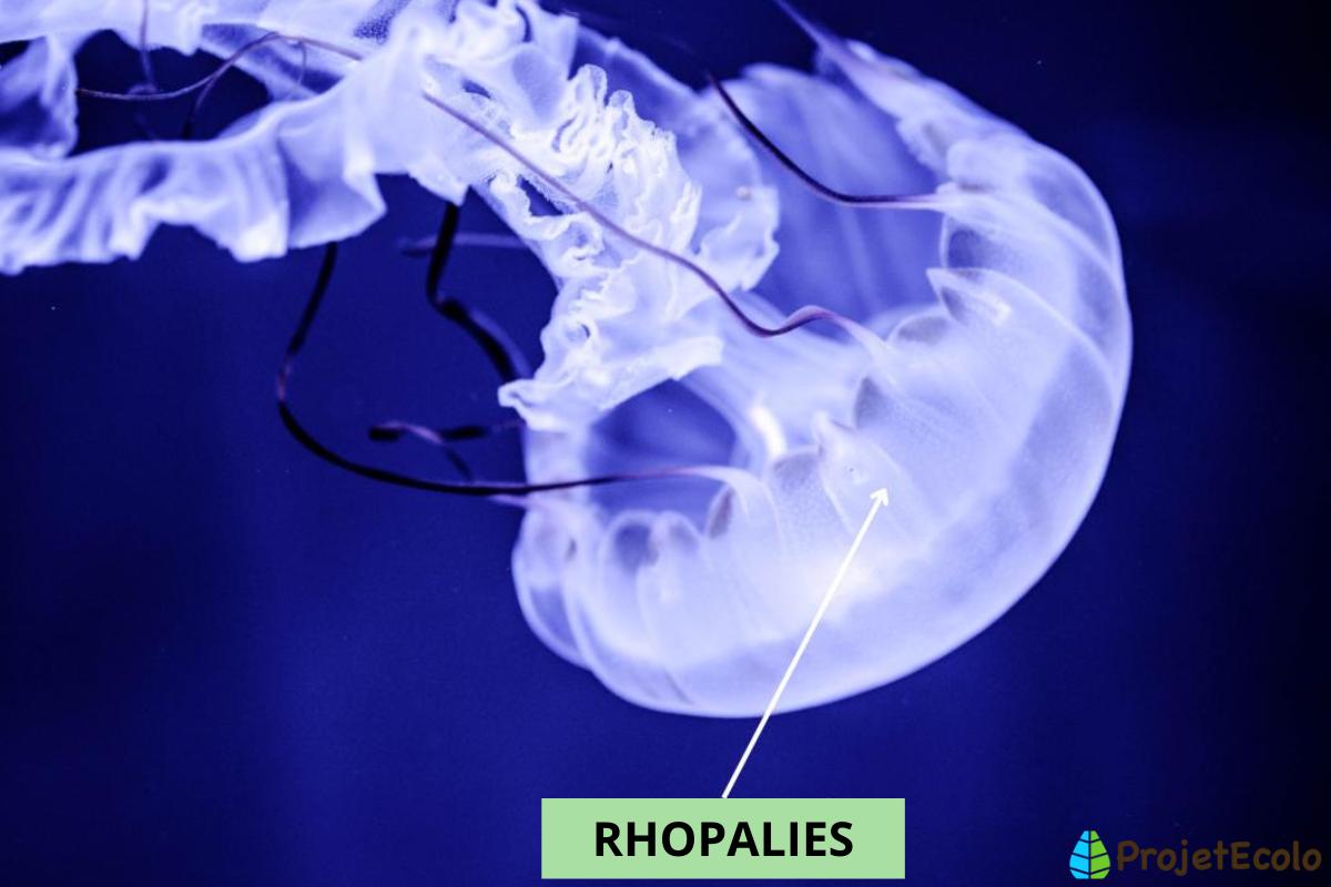 Anatomie de la méduse - avec SCHÉMA